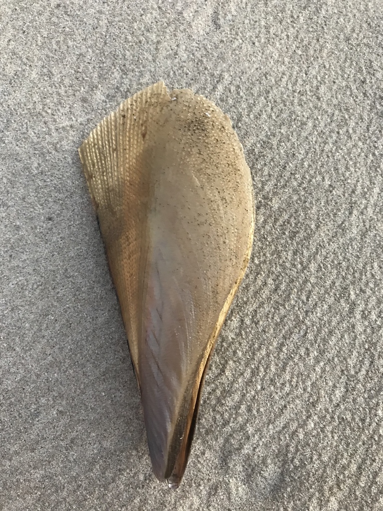 Sawtooth Pen Shell (North carolina marine molluscs) · iNaturalist