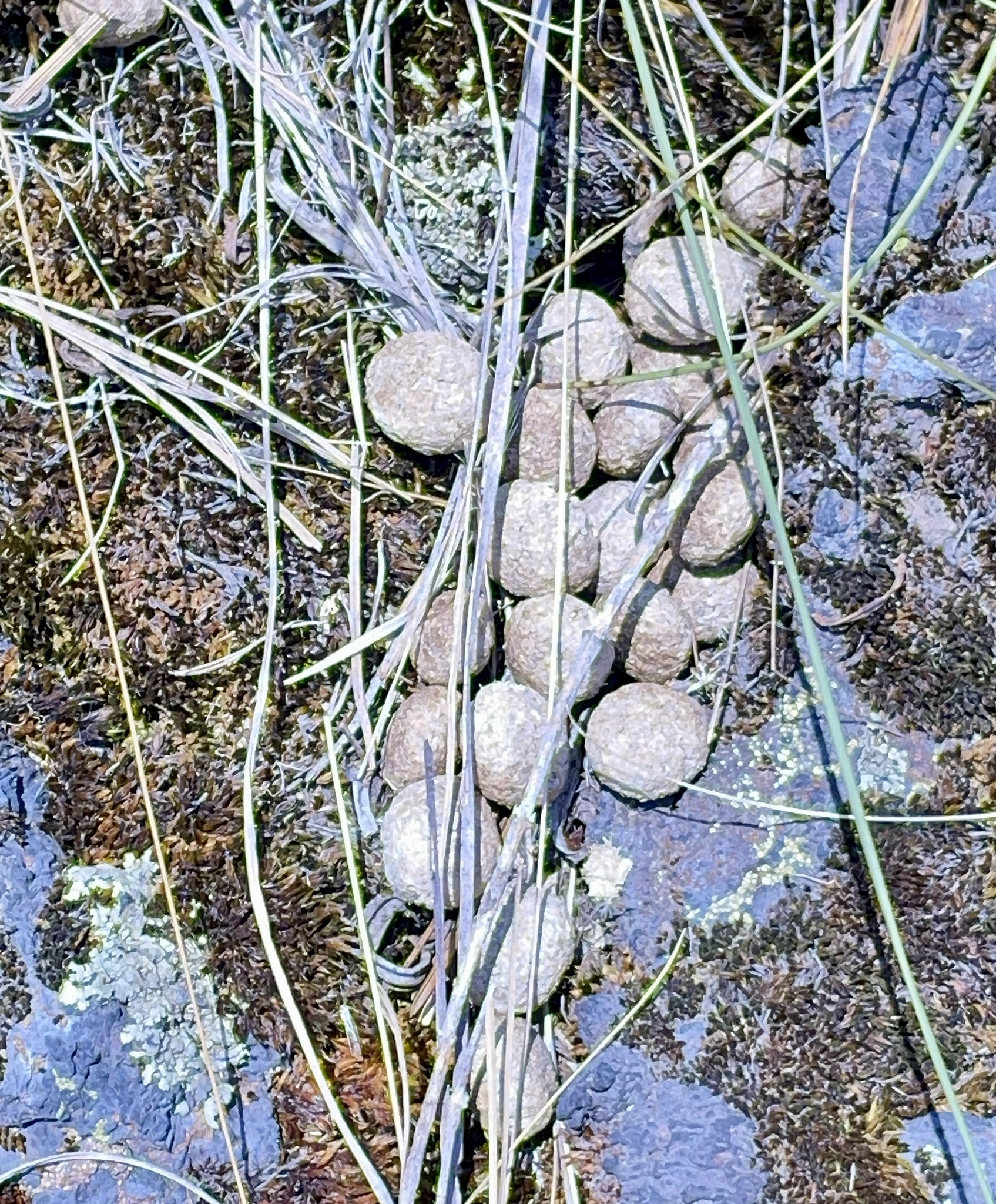 Sylvilagus cunicularius (Waterhouse, 1848)