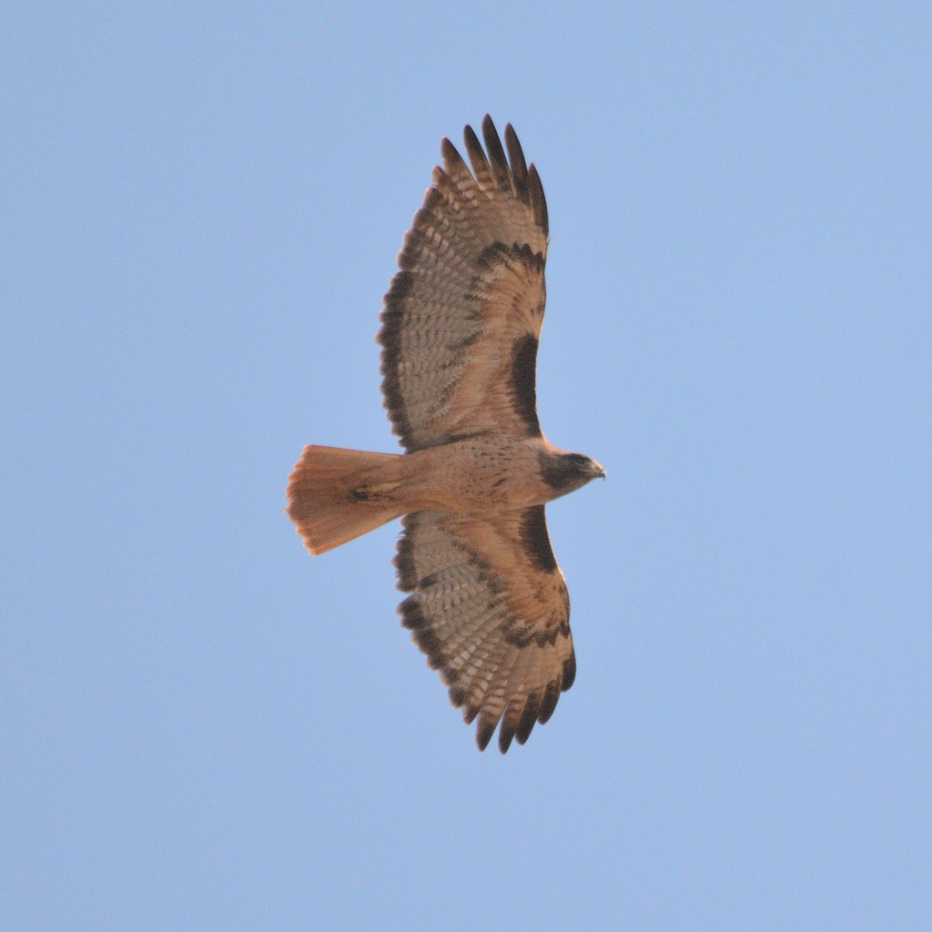 Western Red-tailed Hawk from Cherry Hills, Menifee, CA, USA on May 13 ...