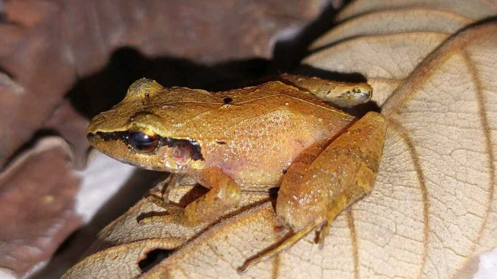 Craugastor loki from Cuetzalan del Progreso, Pue., México on May 13 ...