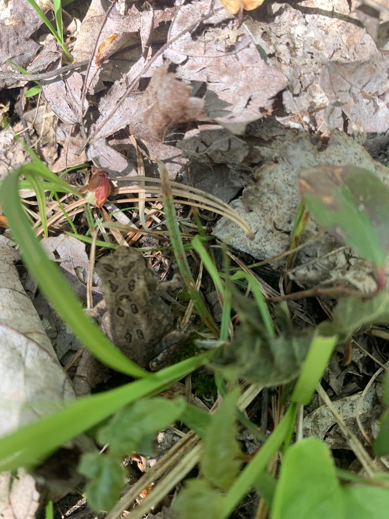 American Toad from St-Eugène, QC, CA on May 13, 2023 at 02:08 PM by ...