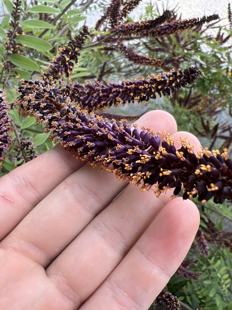 false indigo bush from East Potomac Park, Washington, DC, US on May 13 ...