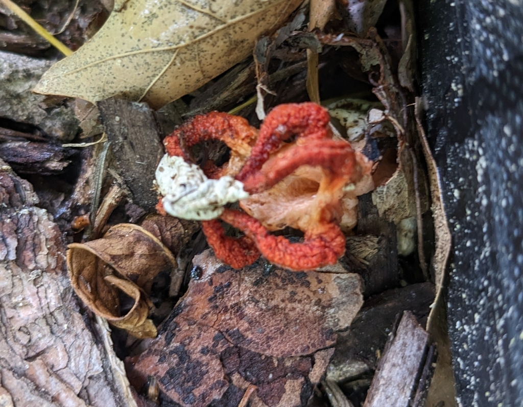 stinky squid from Lamond Riggs, Washington, DC, USA on May 13, 2023 at ...
