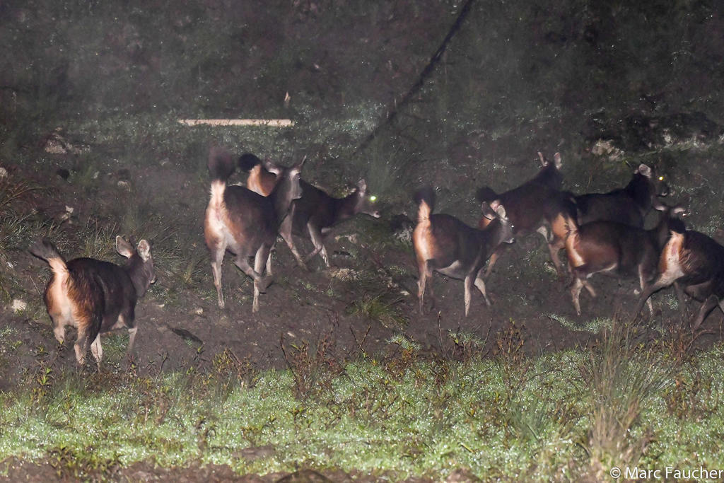 Rusa Deer (Rusa) - Know Your Mammals