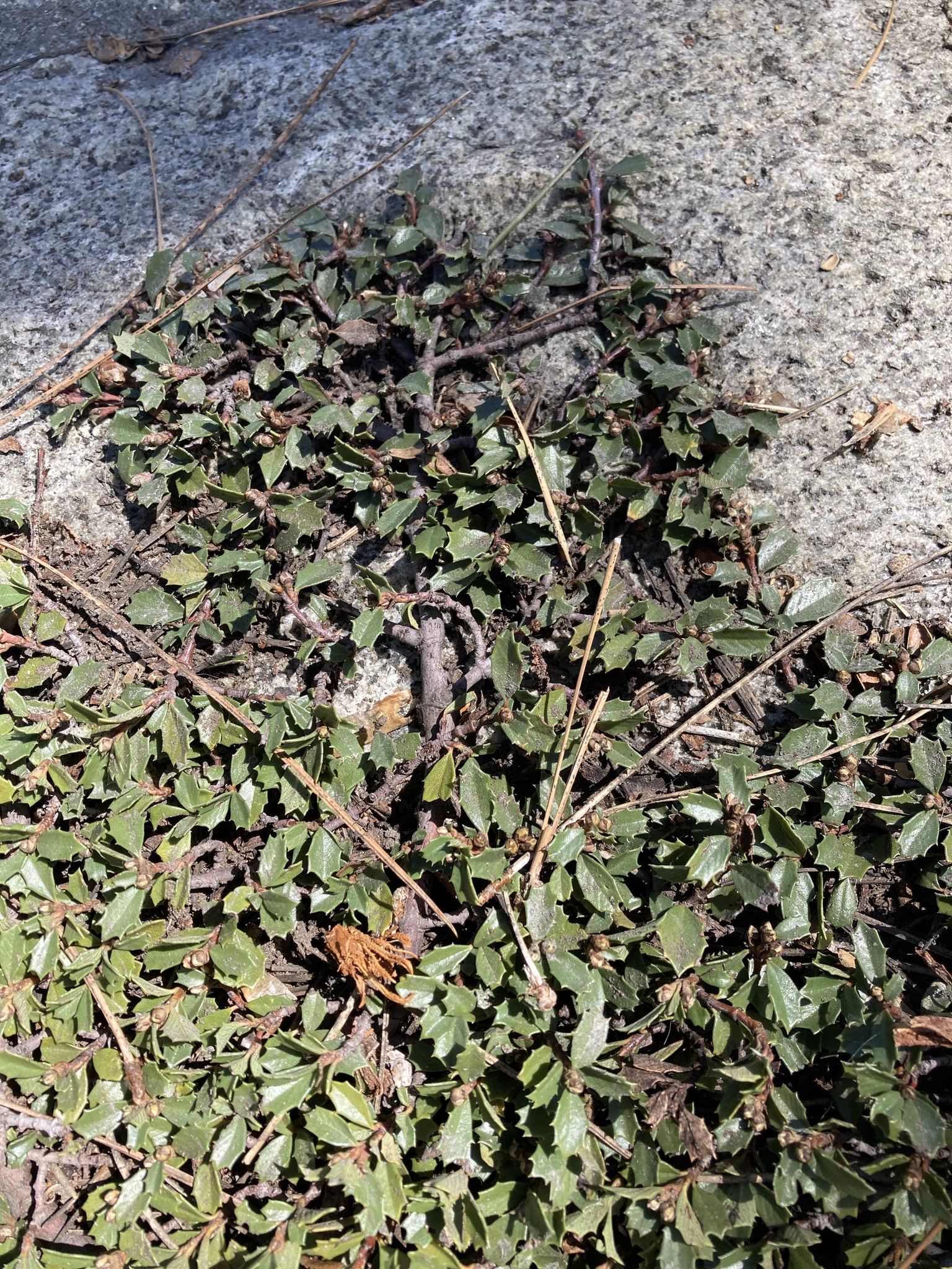 Ceanothus prostratus Benth.