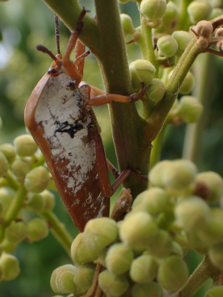 Lychee Stink Bug from Taichung City, Taiwan on March 25, 2023 at 02:20 ...