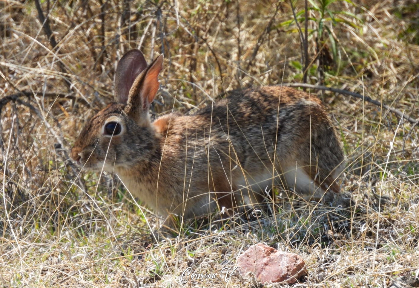 Sylvilagus cunicularius (Waterhouse, 1848)