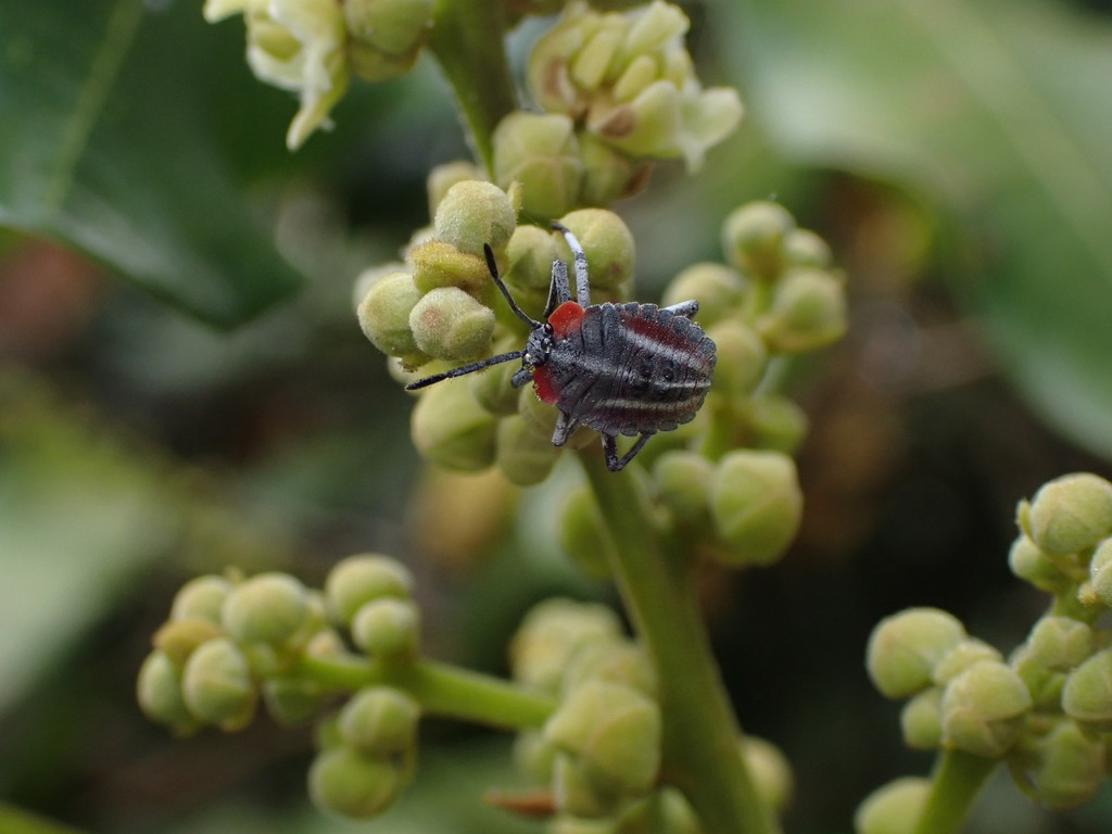 Lychee Stink Bug from Taichung City, Taiwan on March 25, 2023 at 02:22 ...