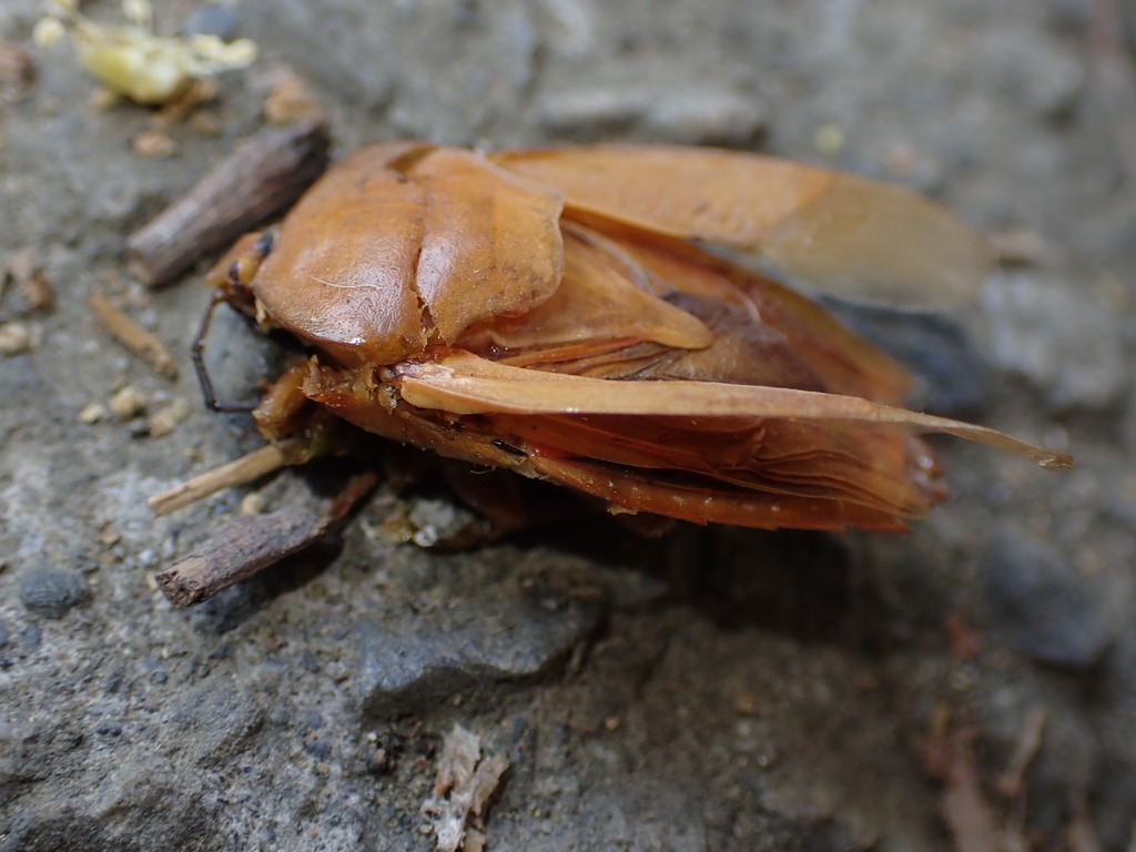 Lychee Stink Bug from Taichung, Taichung, Taiwan on March 25, 2023 at ...