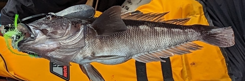 New Zealand Blue Cod from Southland, New Zealand on March 19, 2023 at ...