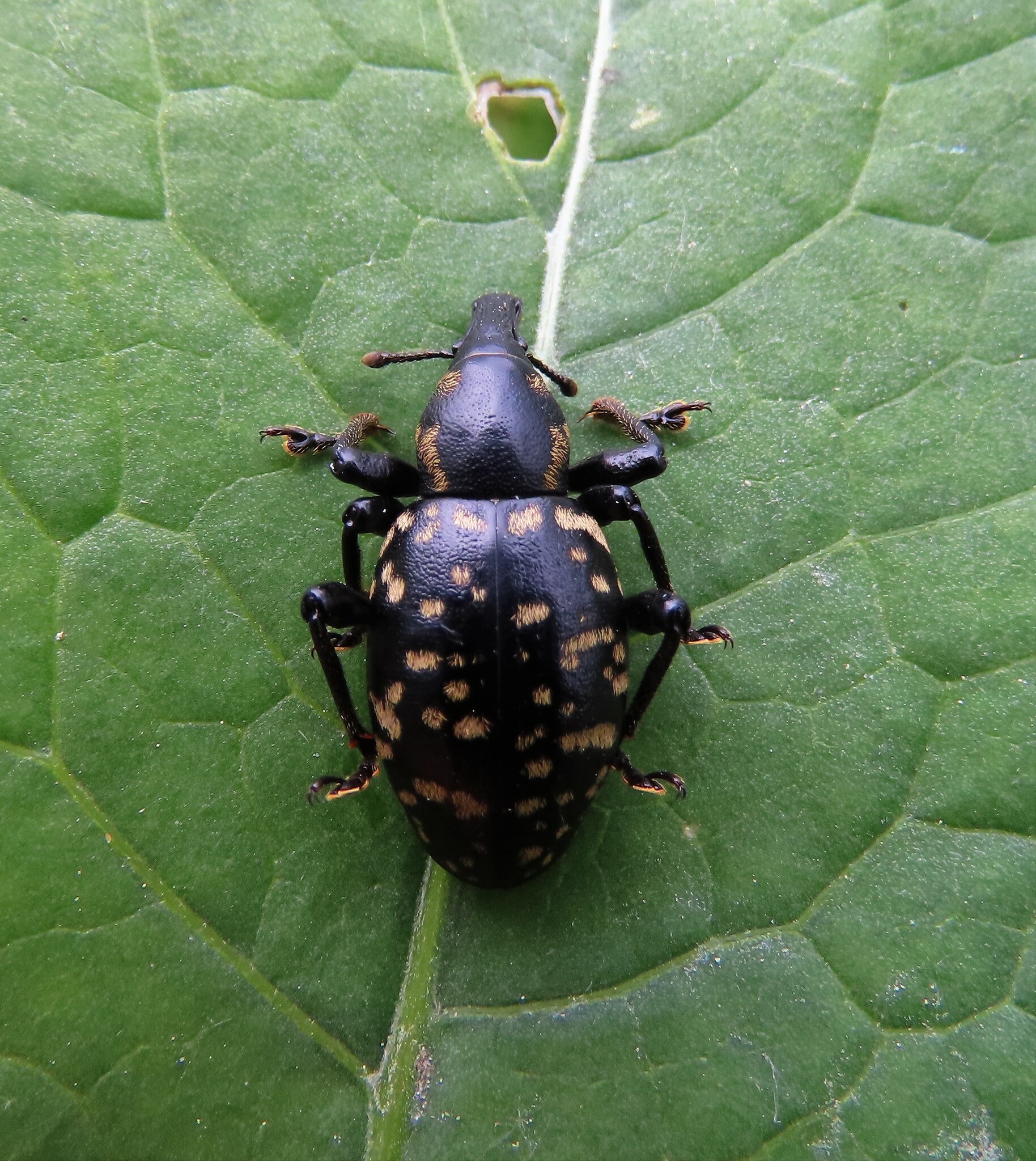 Liparus glabrirostris Küster, 1849