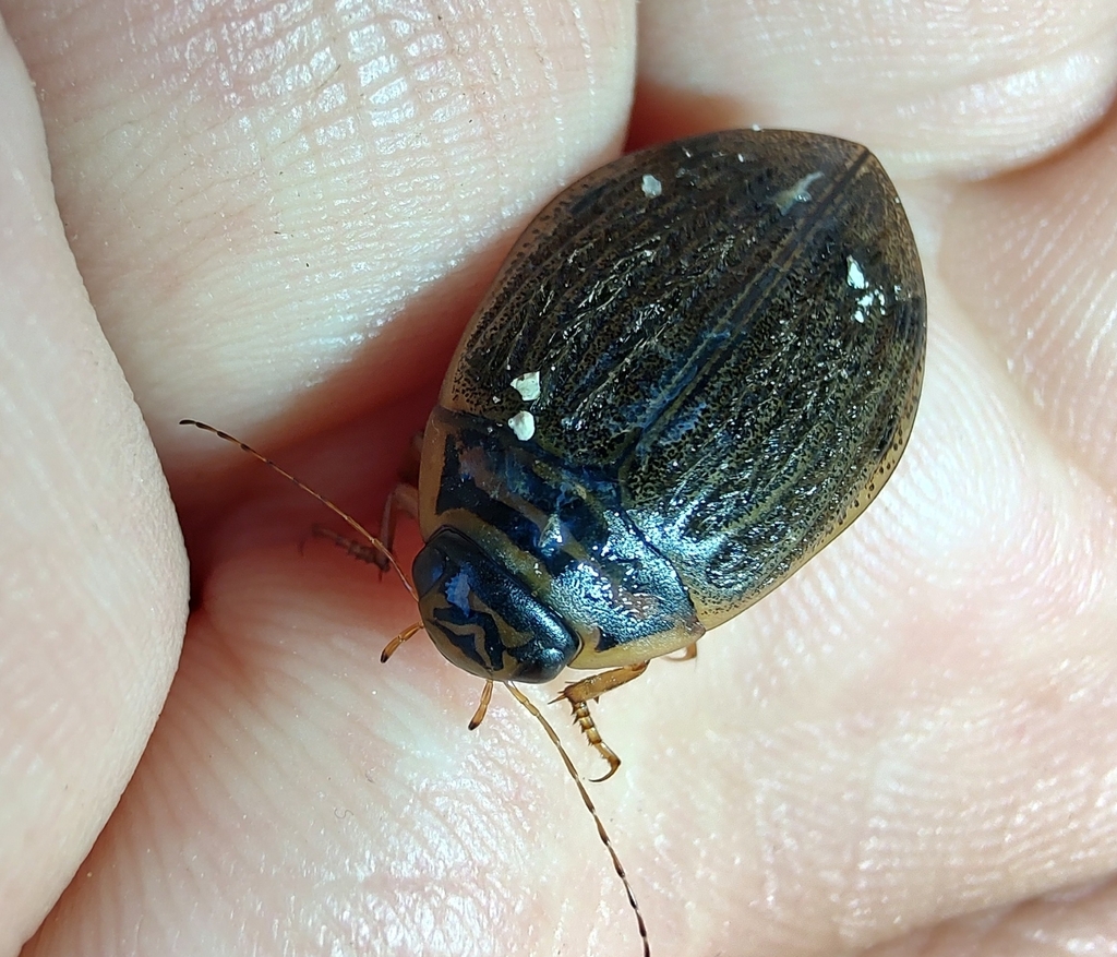 Lesser Diving-beetle from 8883 Gjern, Danmark on May 13, 2023 at 08:07 ...