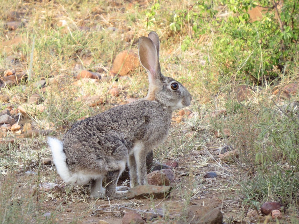 Scrub Hare from Mopani, Südafrika on February 27, 2015 at 06:43 AM by ...