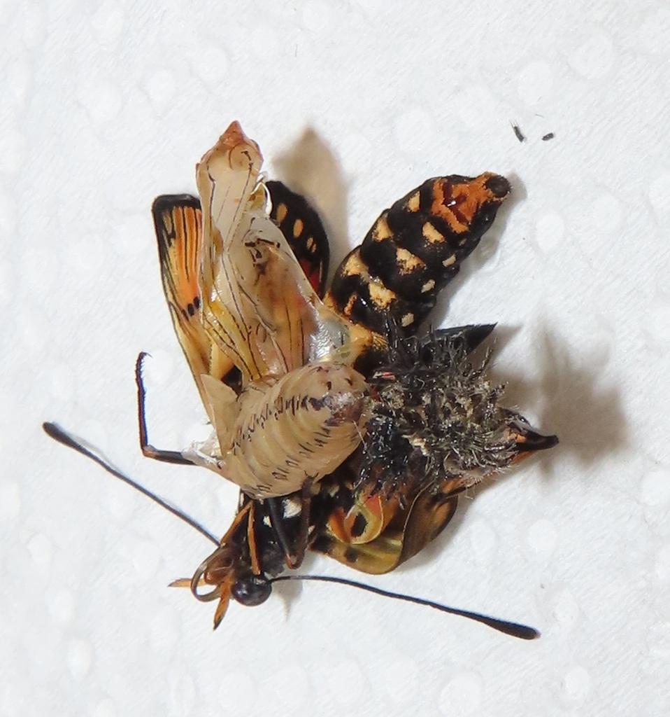 Natal Acraea from iSimangaliso, South Africa on March 01, 2023 at 03:00 ...