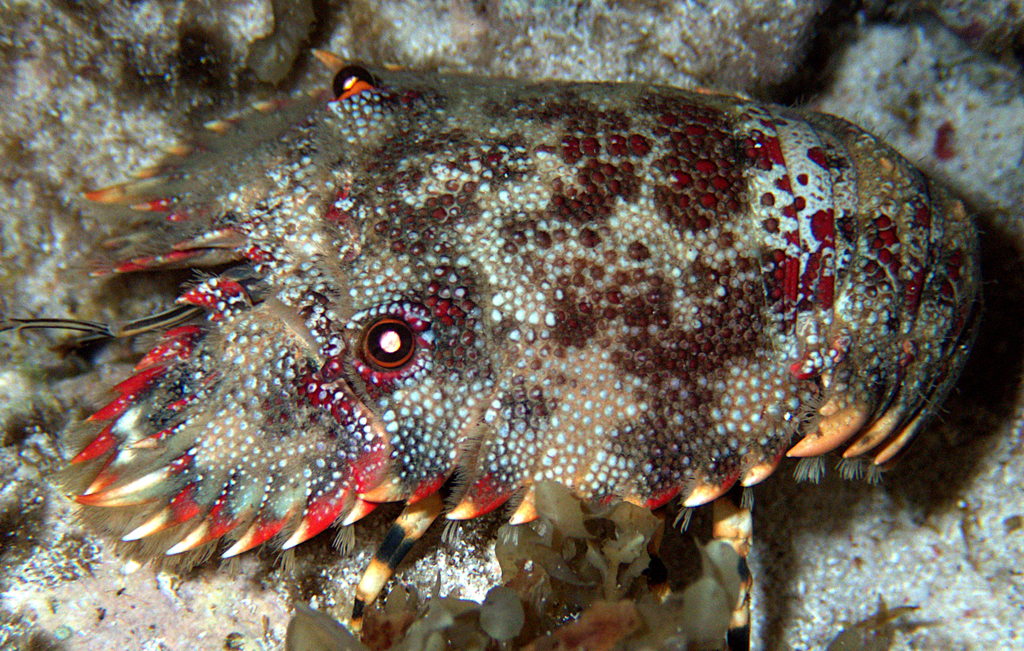 Red-spotted Mitten Lobster from Îles Australes, PF on August 25, 2022 ...