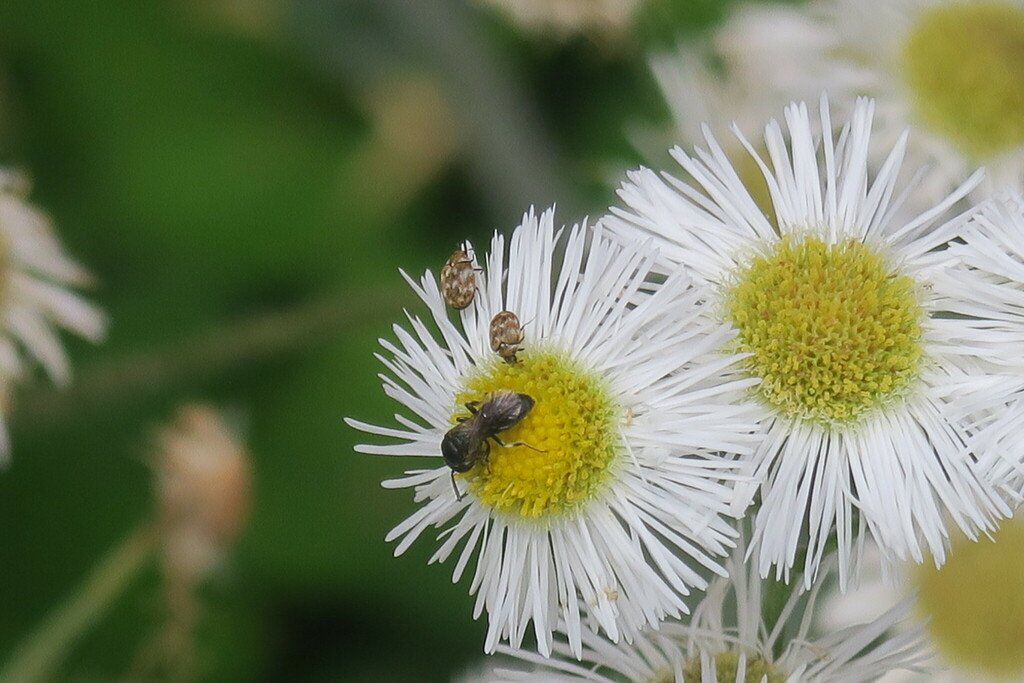 Slender-faced Masked Bee from 6410 Arthur Ave, St. Louis, MO 63139, USA ...