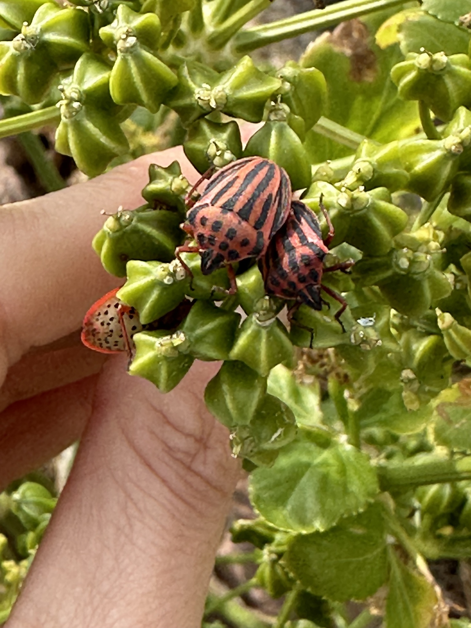 Graphosoma semipunctatum (Fabricius, 1775)
