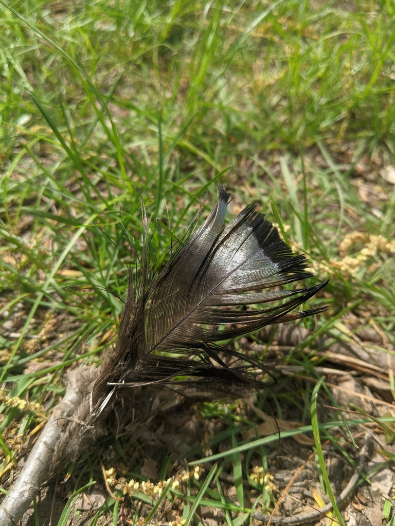 Wild Turkey from East Watertown, MA 02472, USA on May 11, 2023 at 02:24 ...