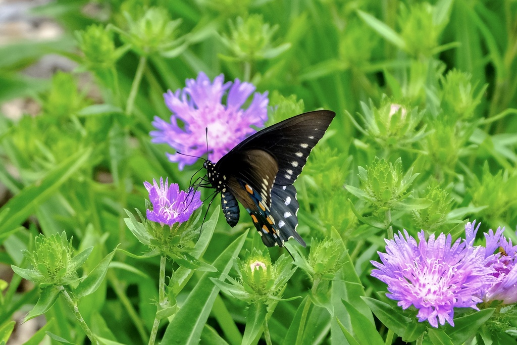Pipevine Swallowtail from Fort Worth Botanic Garden, Fort Worth, TX, US ...