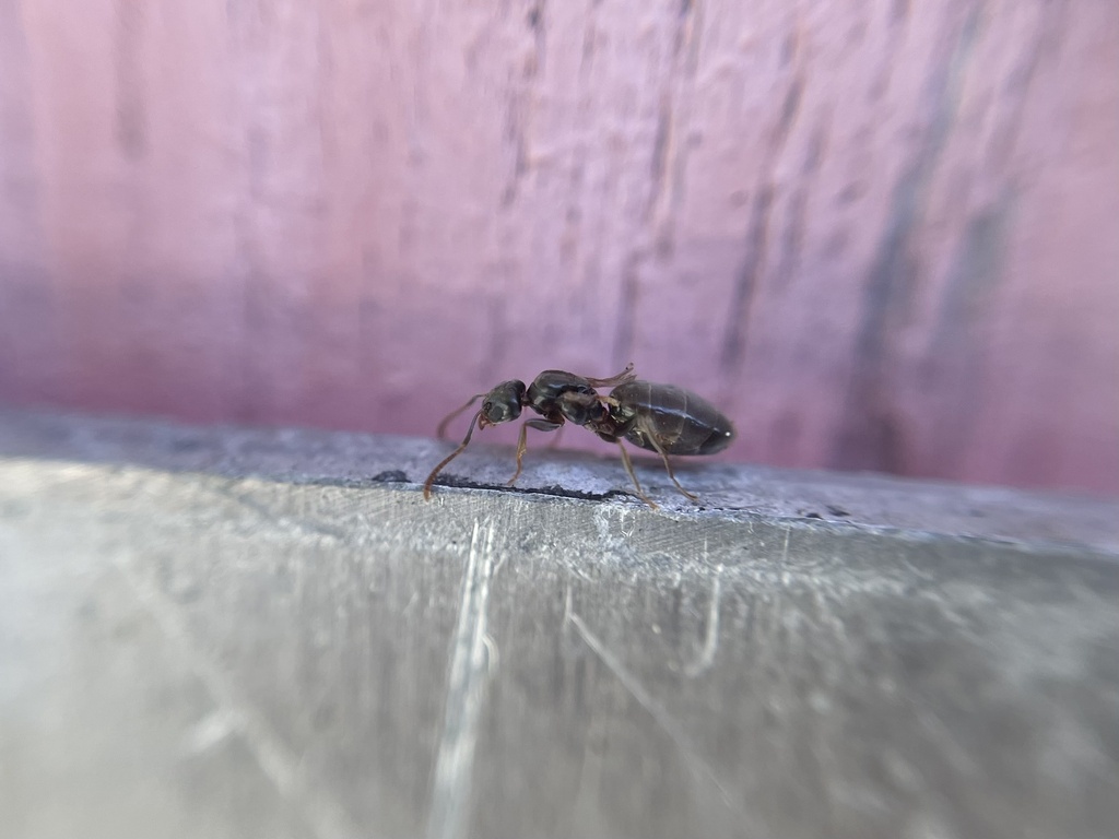 Odorous House Ant in May 2023 by motmot · iNaturalist