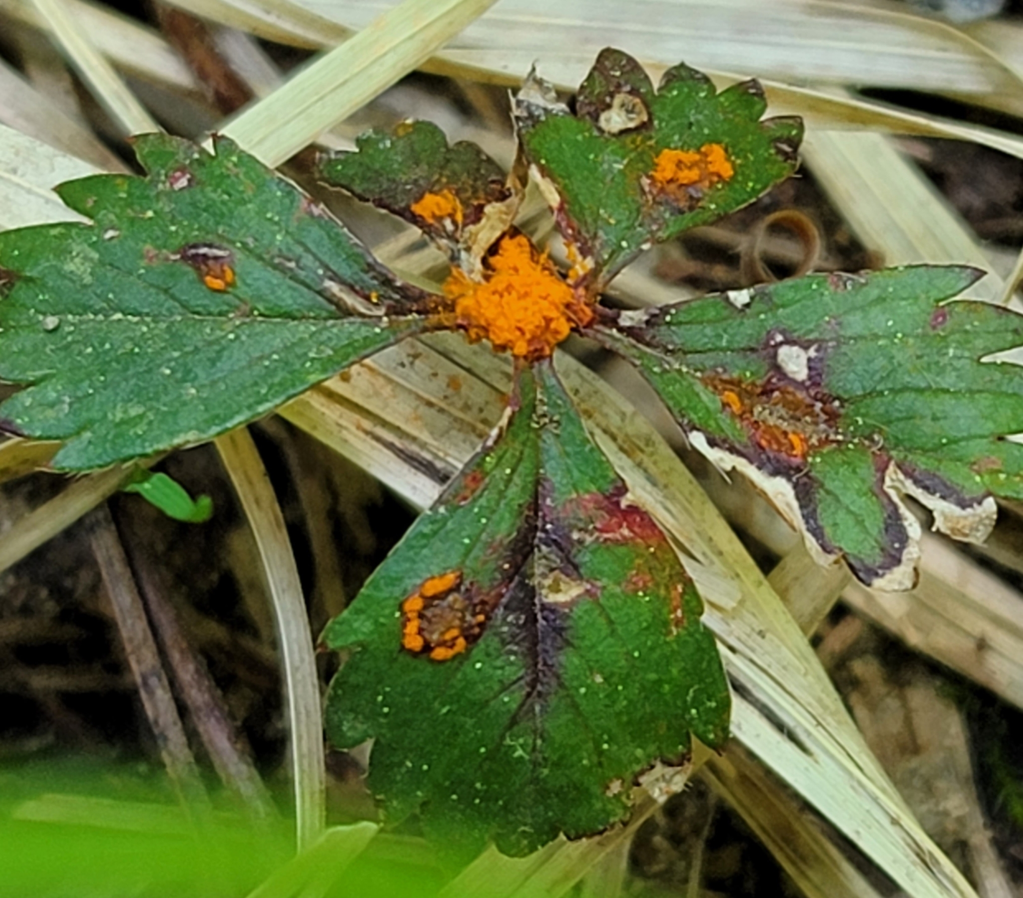 Phragmidium potentillae (Pers.) P.Karst.