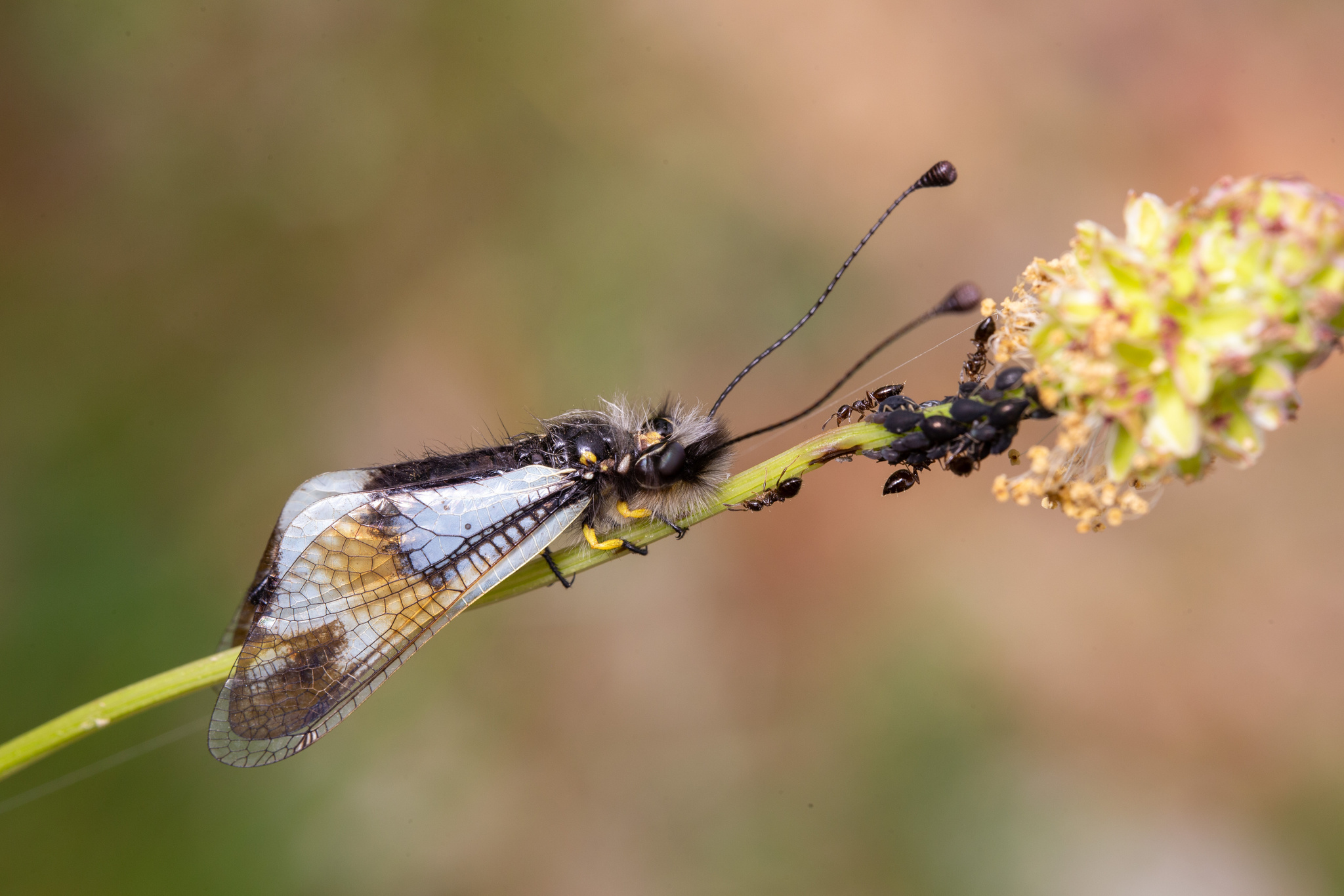 Libelloides lacteus (Brullé, 1832)