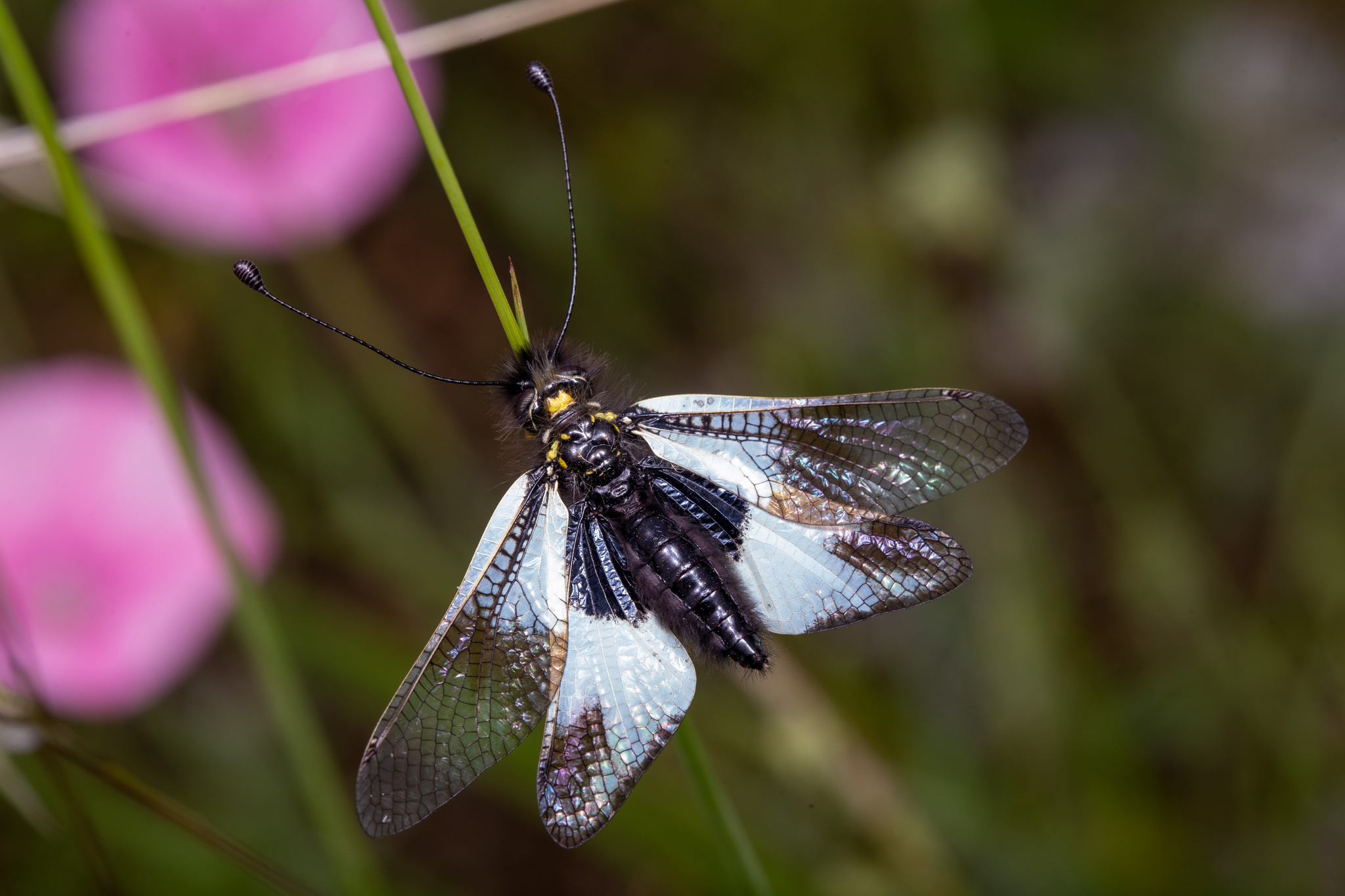 Libelloides lacteus (Brullé, 1832)