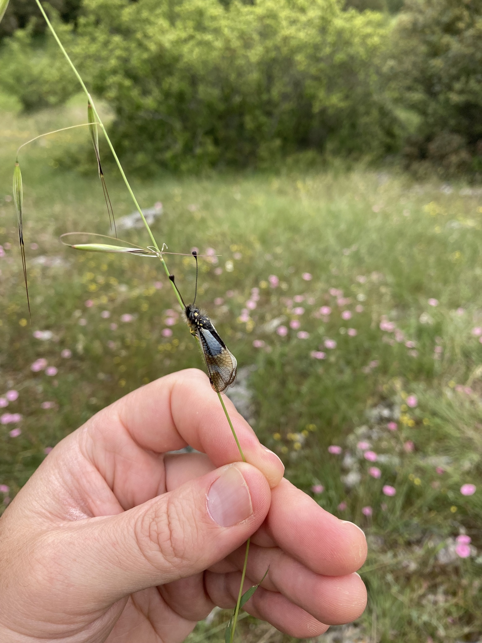 Libelloides lacteus (Brullé, 1832)