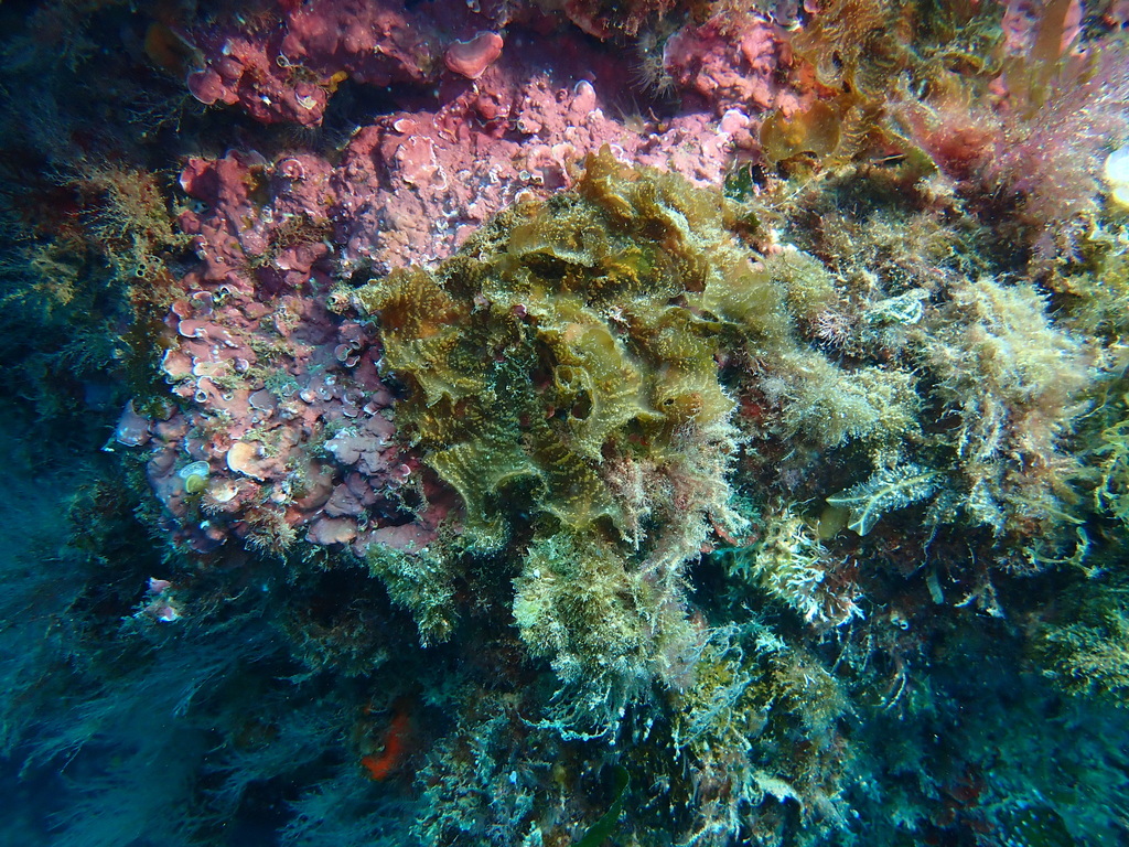 Cutleria adspersa from Medes Islands, Girona, Spain on May 13, 2023 at ...
