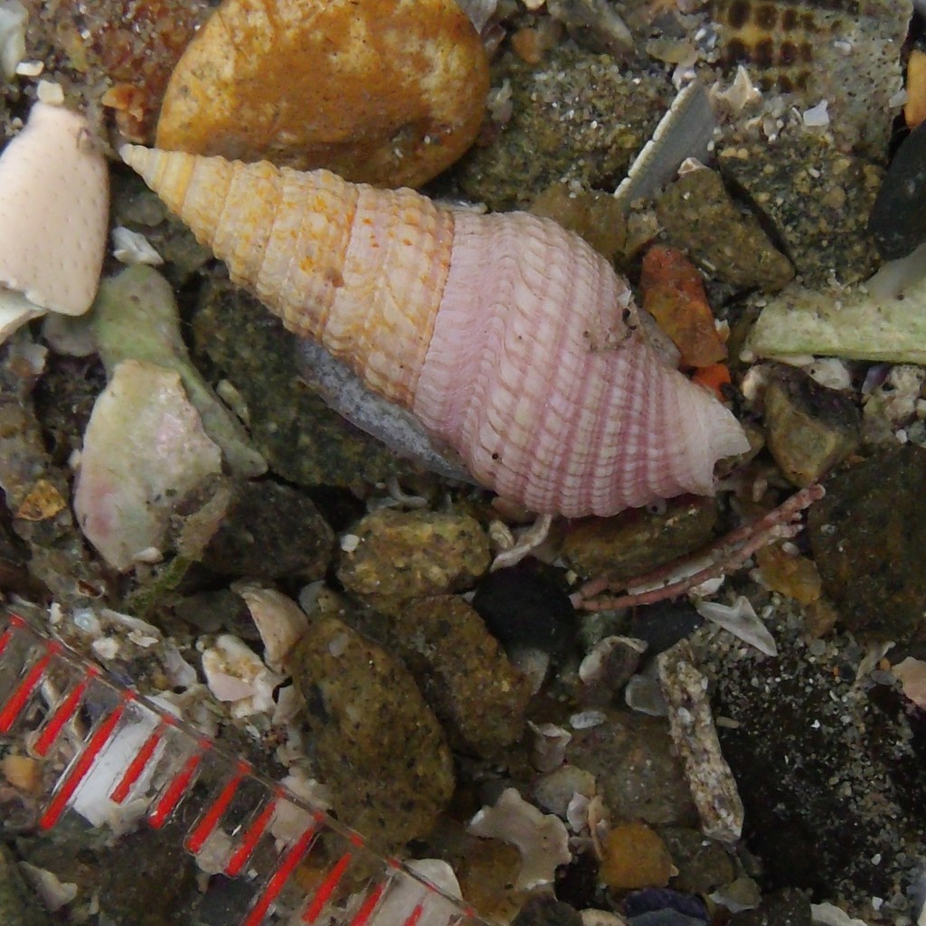 Pink Tower Shell from Balaena Bay, Roseneath, Wellington 6021, New ...