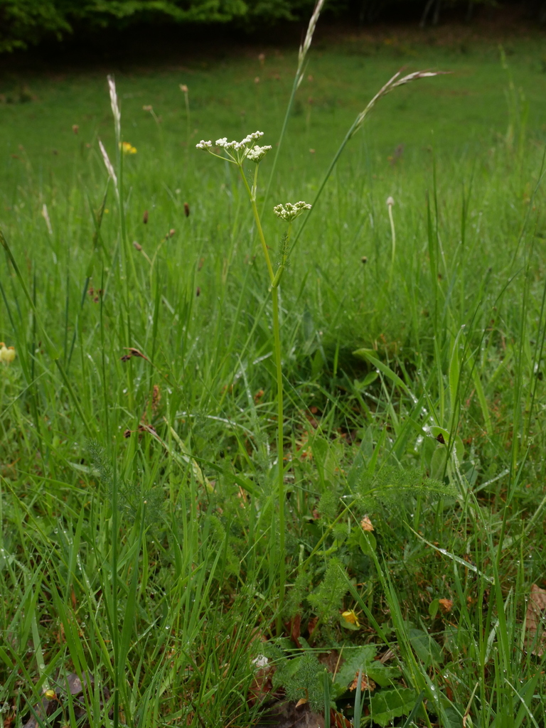Spignel from 15110 Chaudes-Aigues, France on May 13, 2023 at 08:22 AM ...