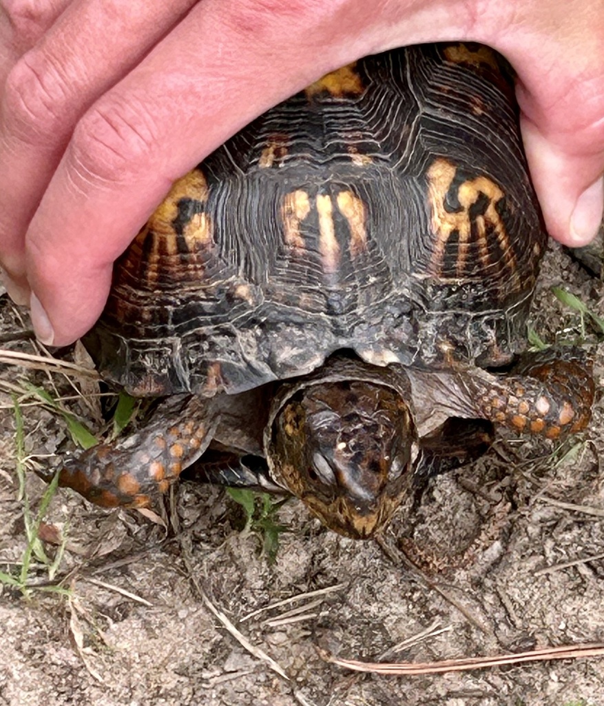 Eastern Box Turtle in May 2023 by Allison Ferris · iNaturalist