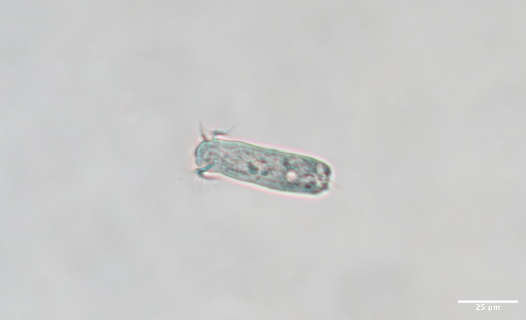 Sessilida from South Los Angeles, Los Angeles, CA, USA on May 4, 2023 ...