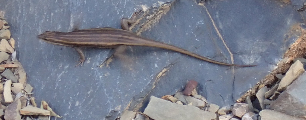 Western Rock Skink from N12 Central Karoo District Municipality, South ...