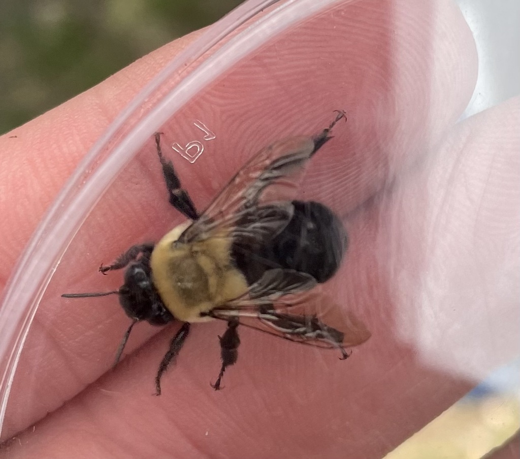 Abrupt Digger Bee from Carlisle Dr, Lake Dallas, TX, US on May 13, 2023 ...