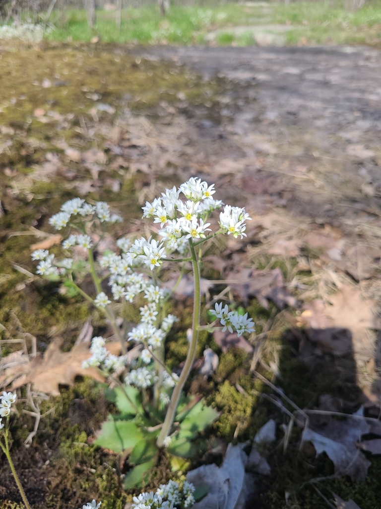 Virginia saxifrage from Waubaushene on May 13, 2023 at 04:28 PM by ...