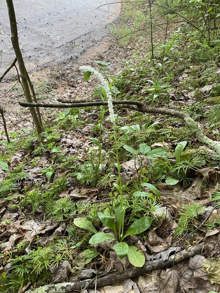devil's bit in May 2023 by katmow · iNaturalist