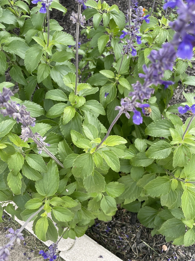 Mealy Blue Sage from W Kronkosky St, Boerne, TX, US on May 13, 2023 at ...