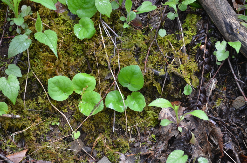 Round-leaved Violet in May 2023 by wetlandfan · iNaturalist