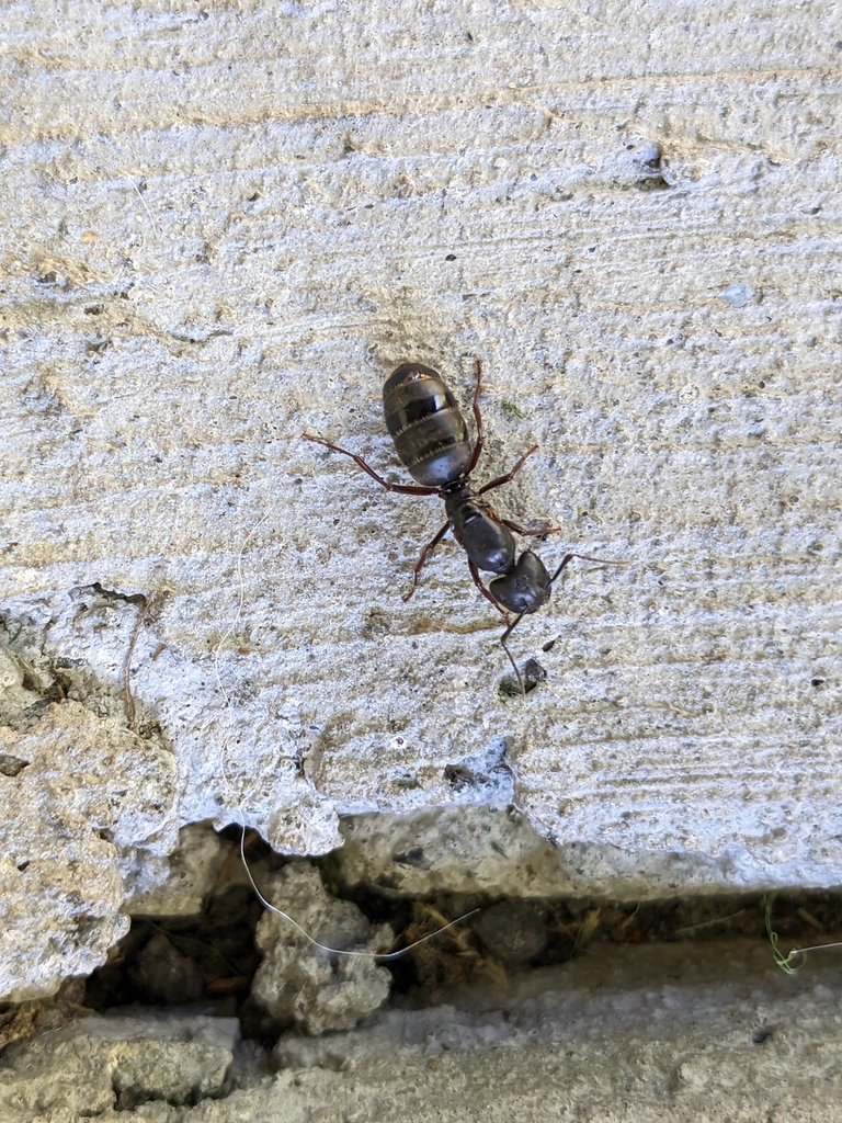 Western Black Carpenter Ant from Sequim, WA 98382, USA on May 13, 2023 ...