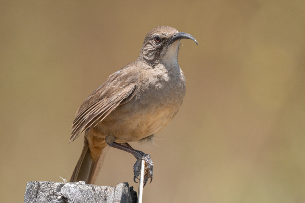 California Thrasher from Santa Barbara County, CA, USA on May 12, 2023 ...