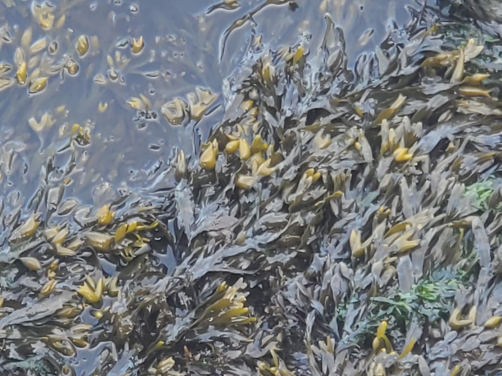 Rockweed from Lewes, DE 19958, USA on May 10, 2023 at 03:40 PM by Jason ...