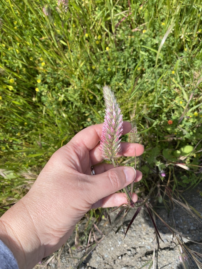 Narrow-leaved clover from Pedro Point Shopping Center, Pacifica, CA, US ...