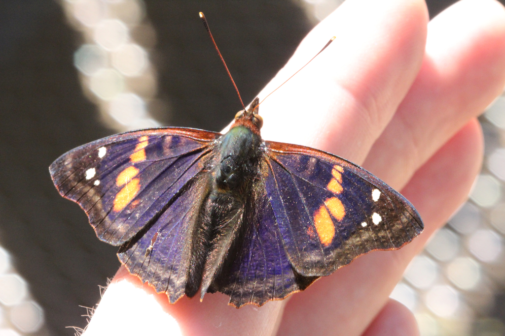 Agathina Emperor from Iguazú, Misiones, Argentina on May 10, 2023 at 11 ...