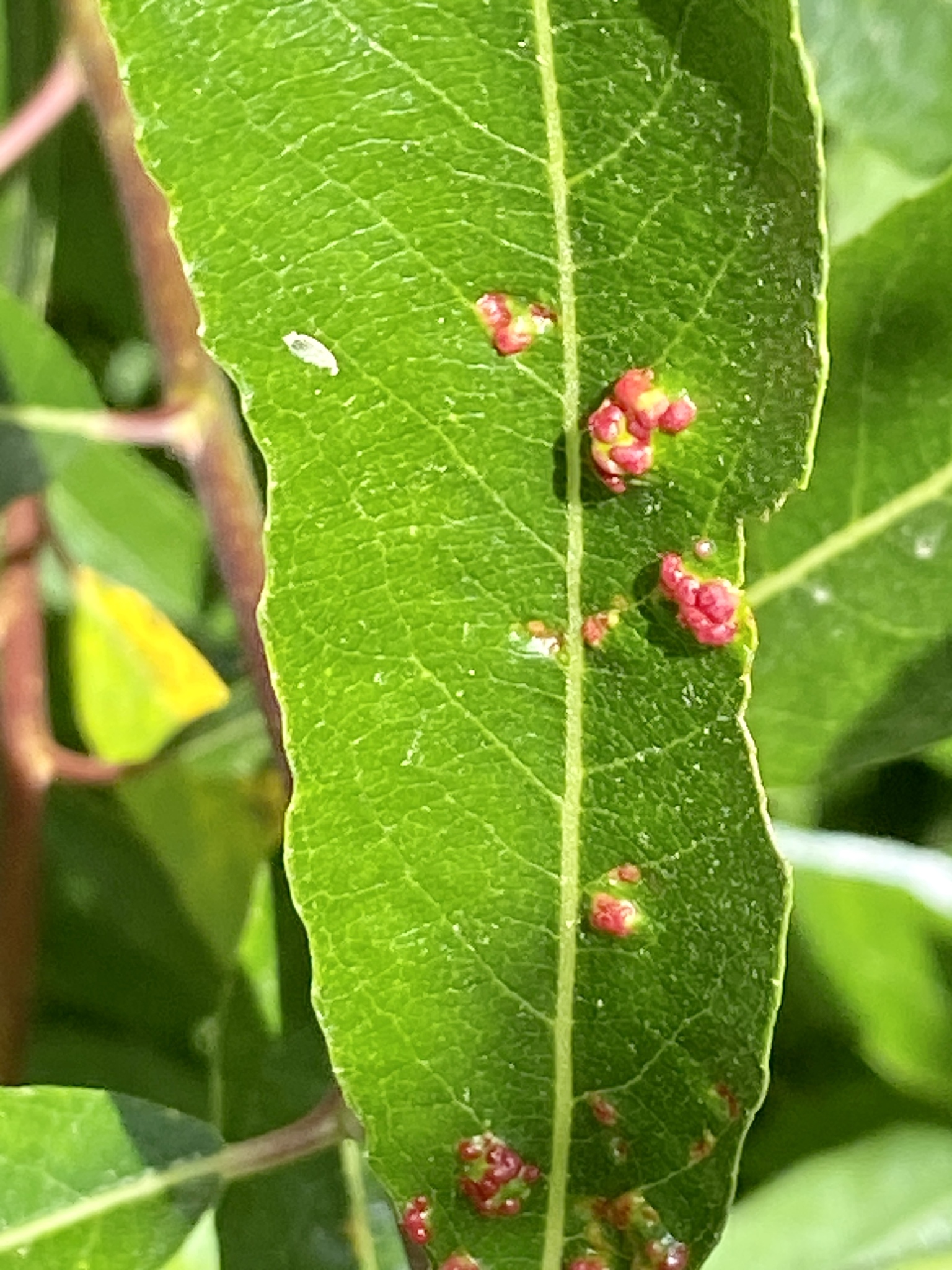 Aculus tetanothrix (Nalepa, 1889)