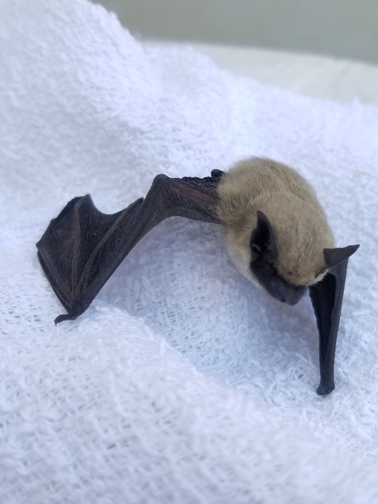 Canyon Bat from Mountain Center, CA, US on May 13, 2023 at 02:17 PM by ...
