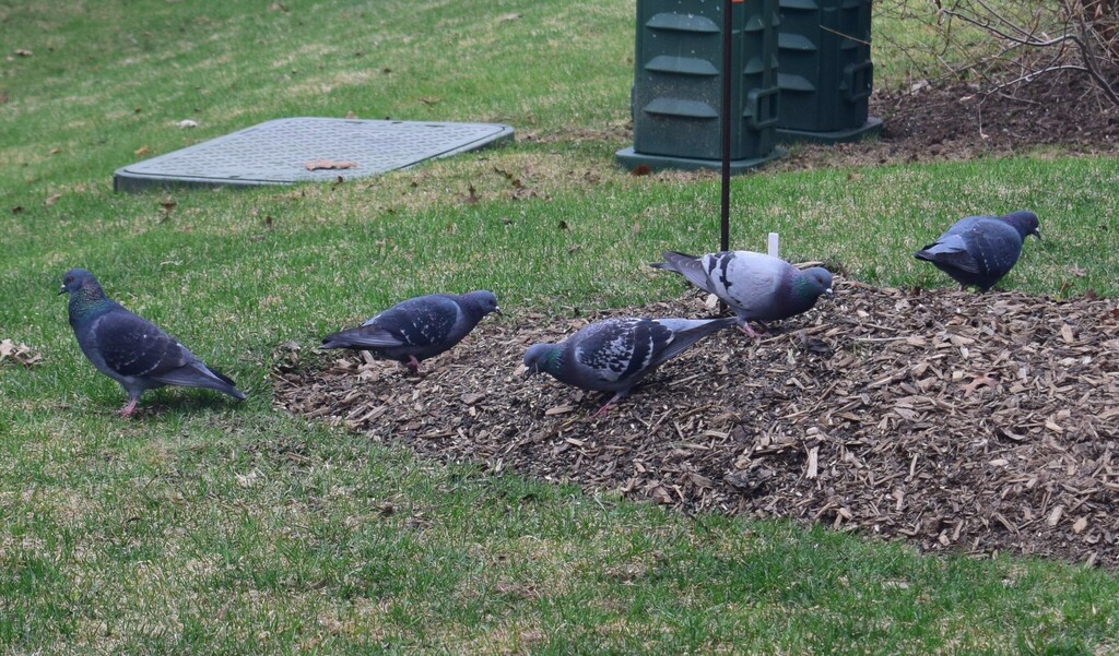Rock Pigeon in April 2023 by Elizabeth Lynch · iNaturalist