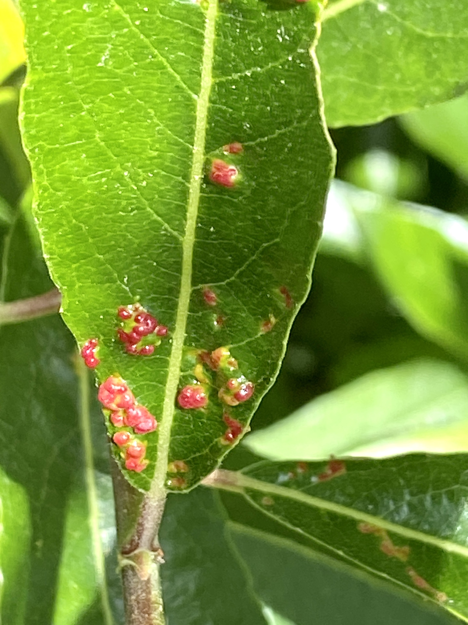 Aculus tetanothrix (Nalepa, 1889)