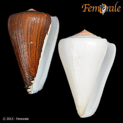 Ferguson's Cone (Conus fergusoni) · iNaturalist