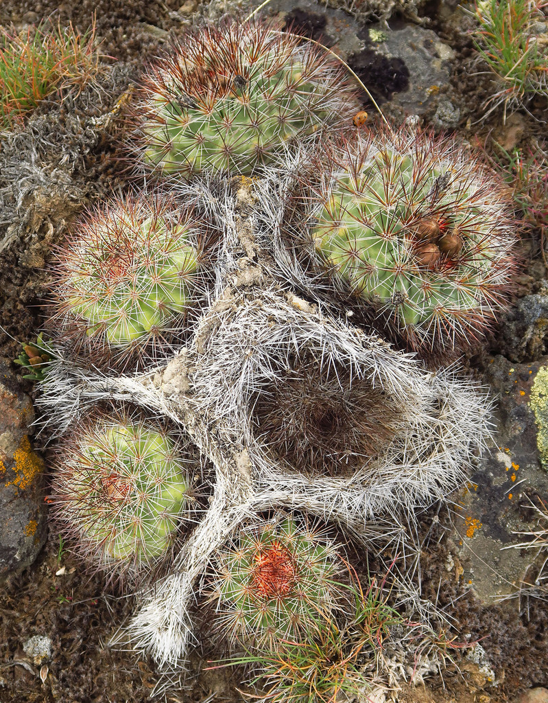 Columbia Plateau Cactus in May 2023 by Adam Schneider. What's with the ...